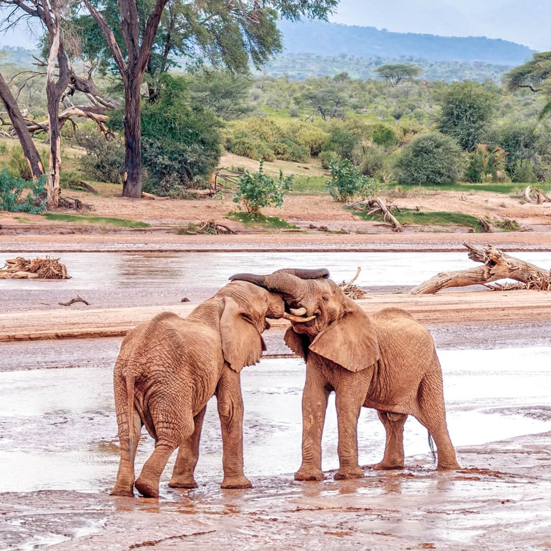 Maasai Trails Walking Safari - Ololo Safaris